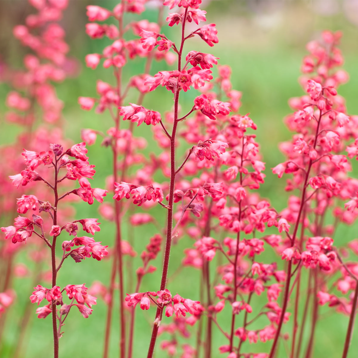 Heuchera Sanguinea Firefly