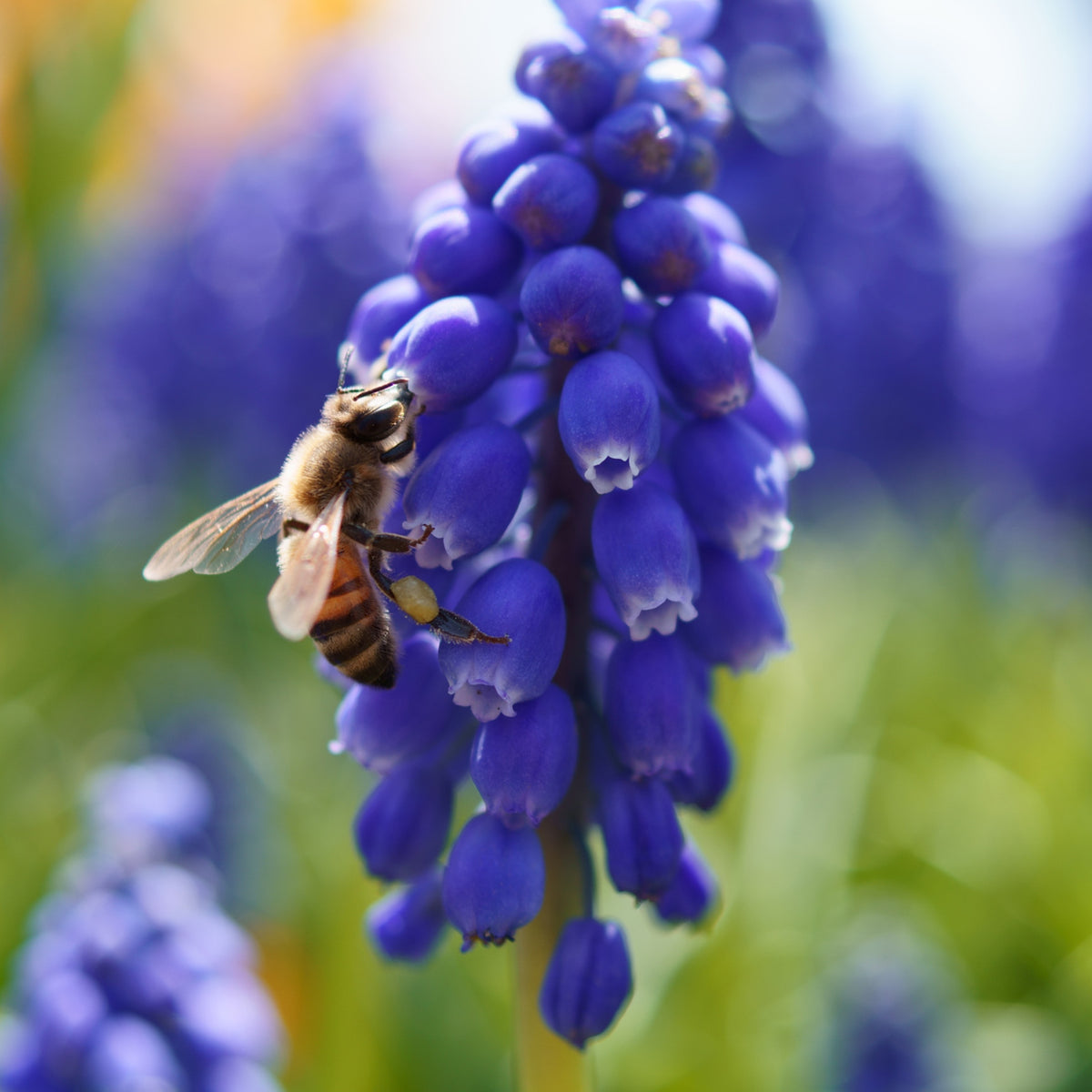 Muscari - Classic Blue - 2020 Color Of The Year – Plantcetera