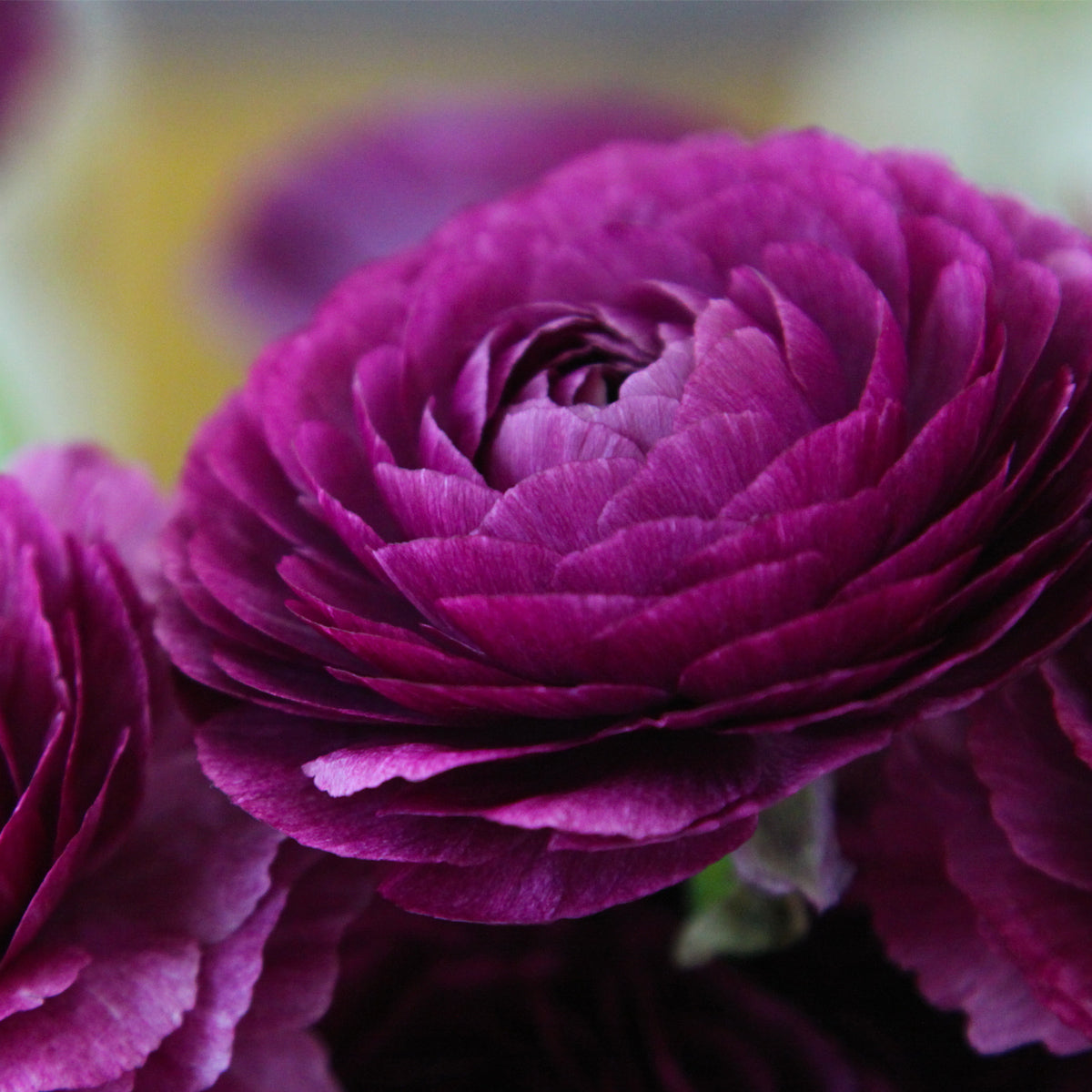 Ranunculus - Buttercups - Double Purple – Plantcetera