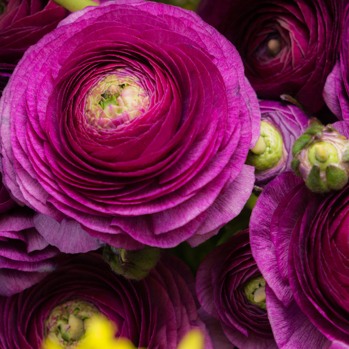 Purple Ranunculus Bouquet