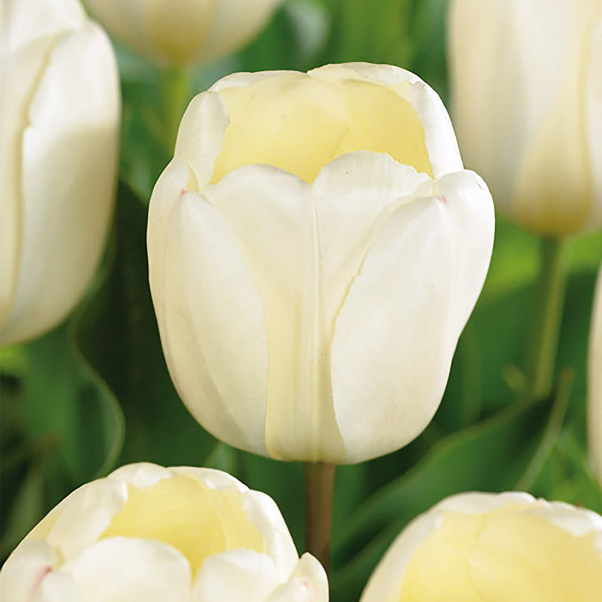 Tulip - Ivory Floradale – Plantcetera