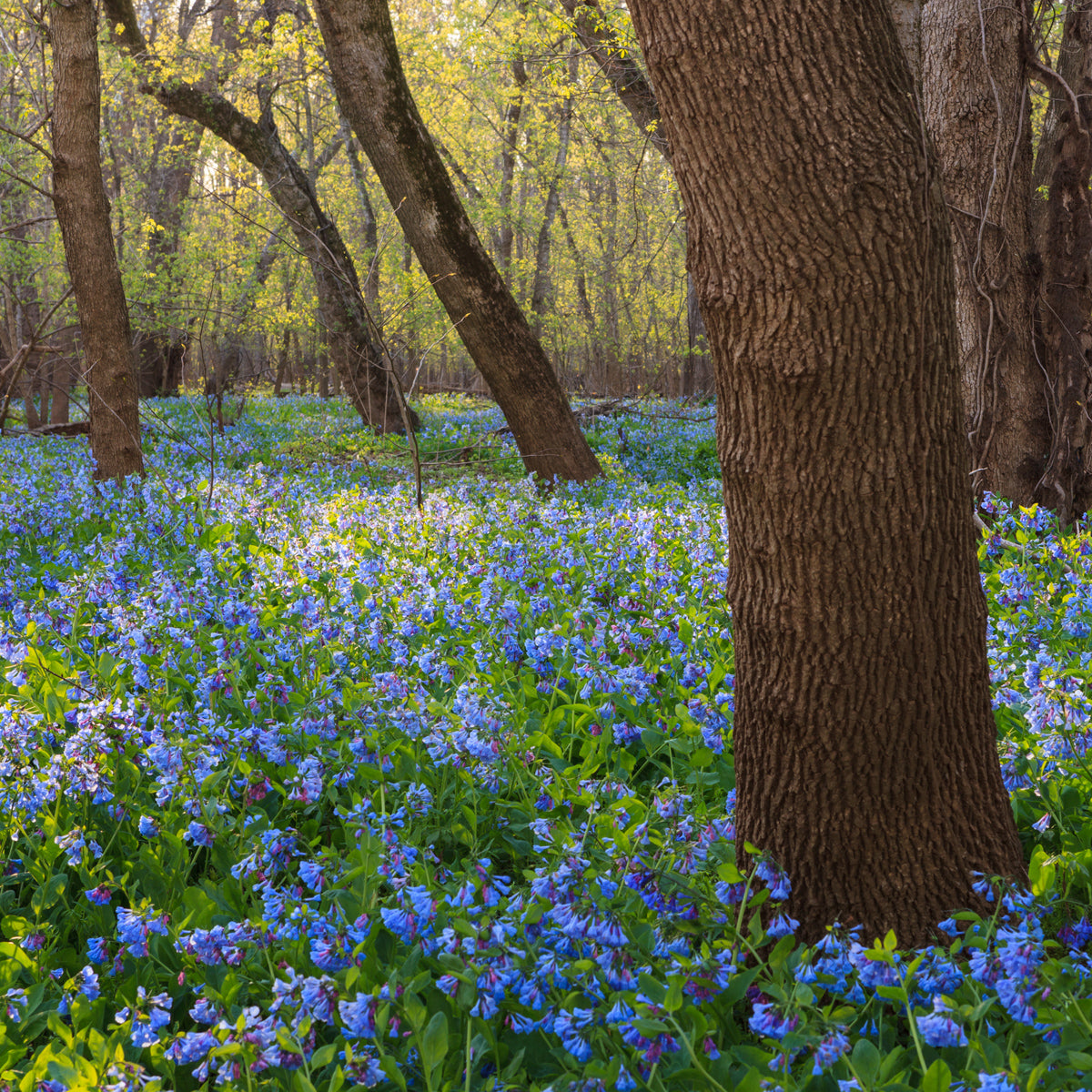 Virginia Bluebells - Woodland Plant – Plantcetera