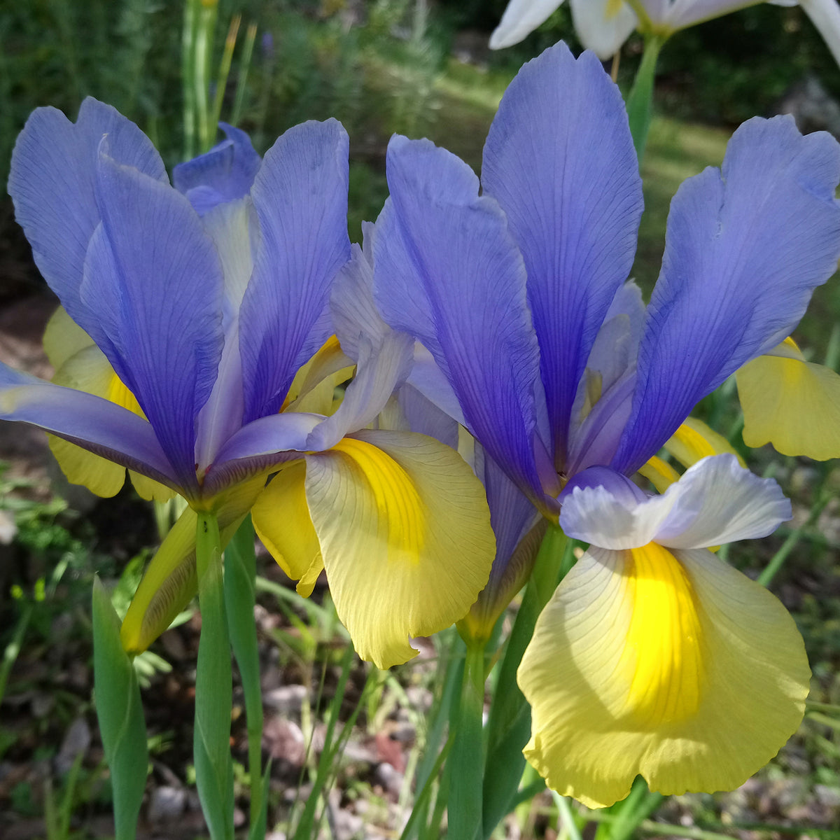 Dutch Iris - Miss Saigon – Plantcetera