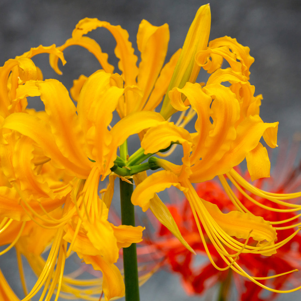 Yellow Spider Lily