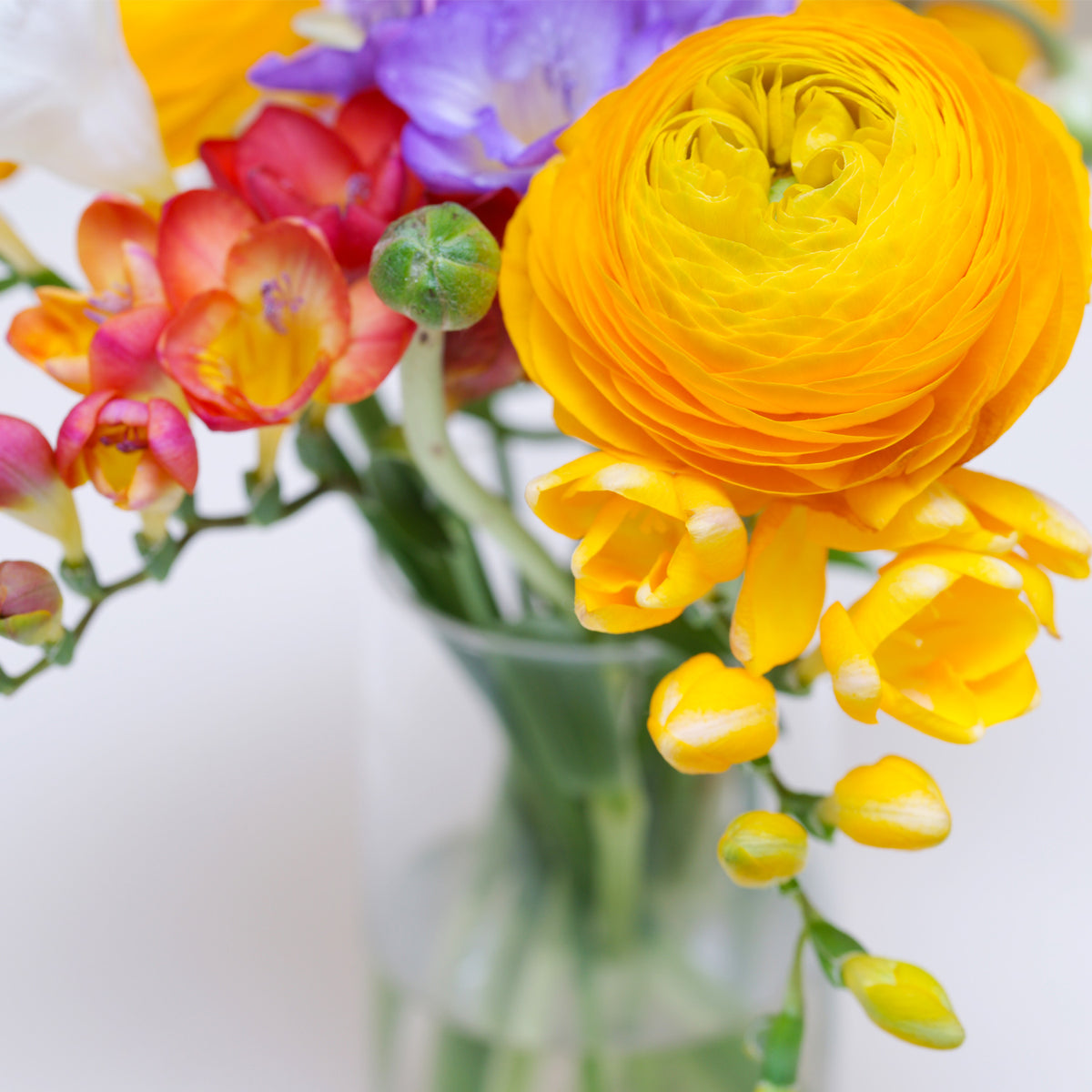 Freesia & Ranunculus - Grand Blend – Plantcetera