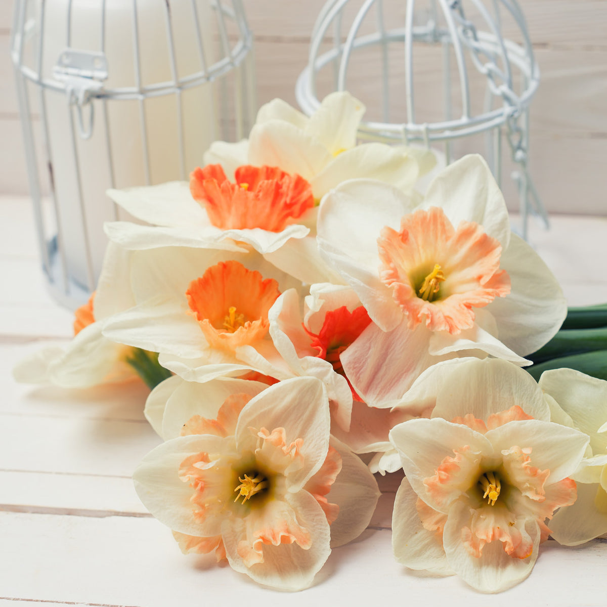 Daffodil - Pink Mix – Plantcetera