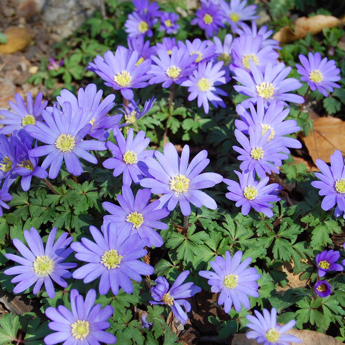 Anemone - Blanda - Windflowers - Blue Shades – Plantcetera