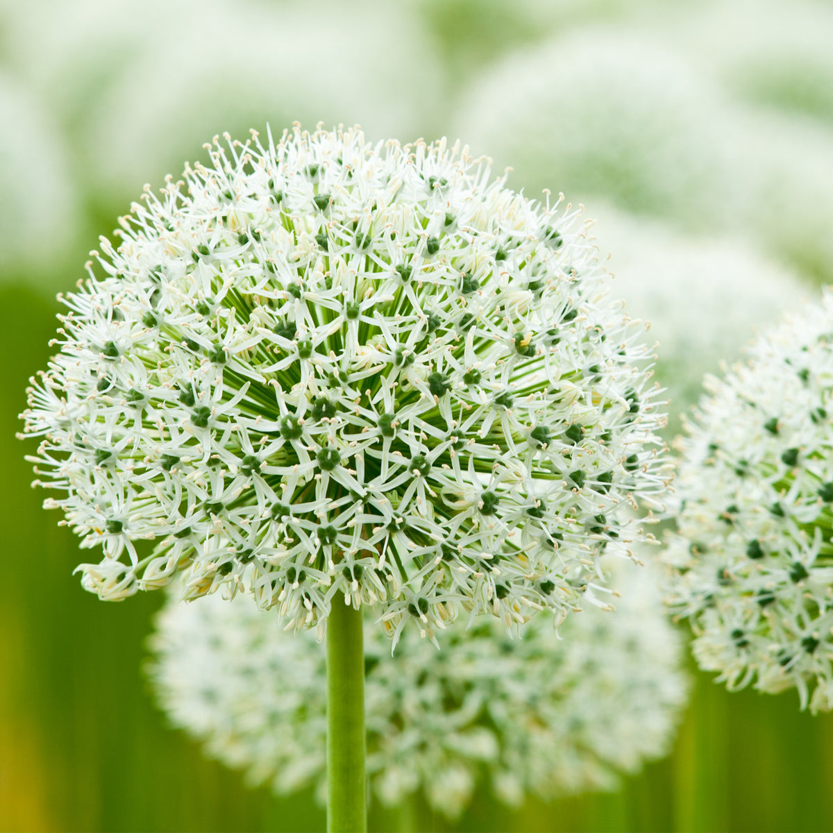 White Allium