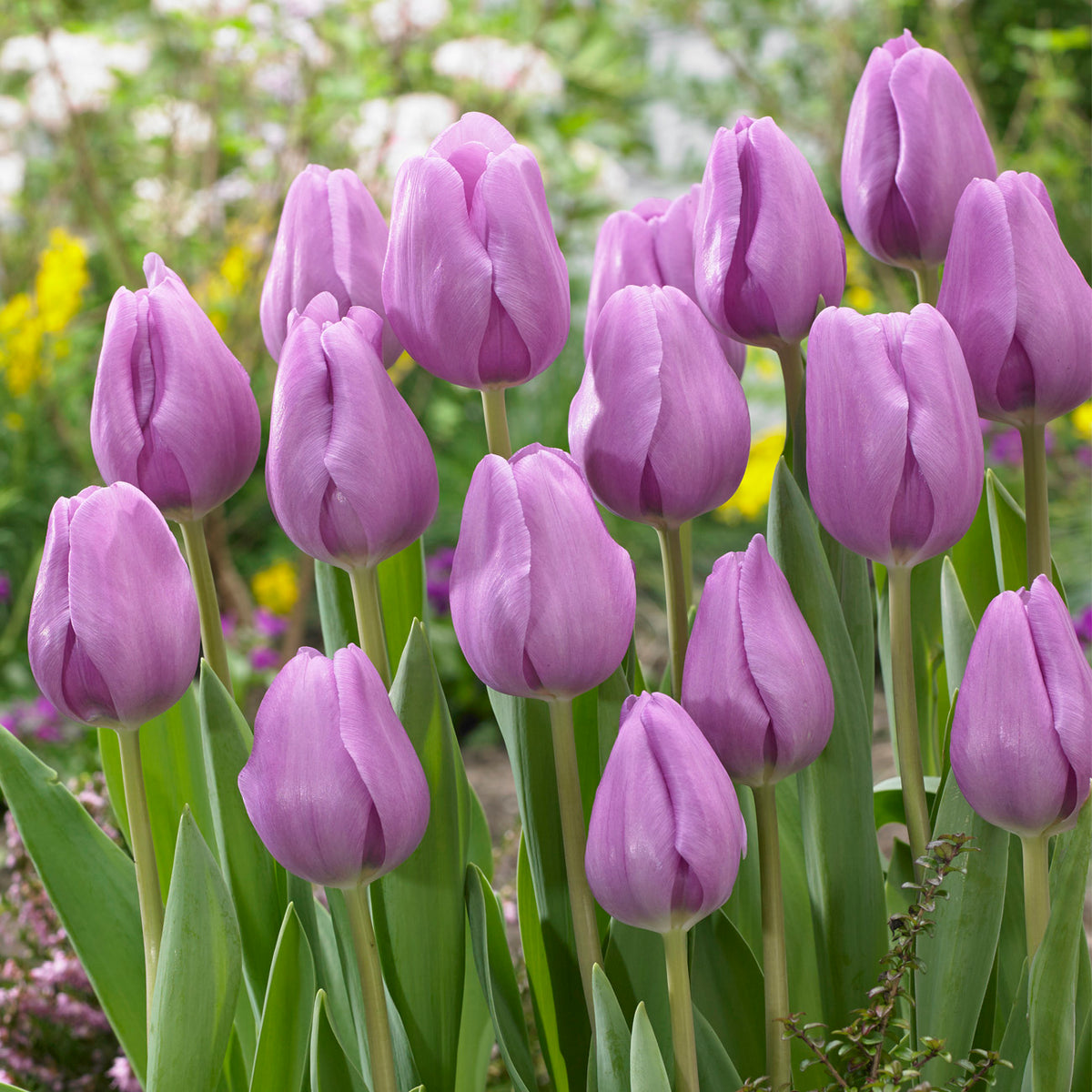 Tulip - Non-Stop Purple Blend – Plantcetera