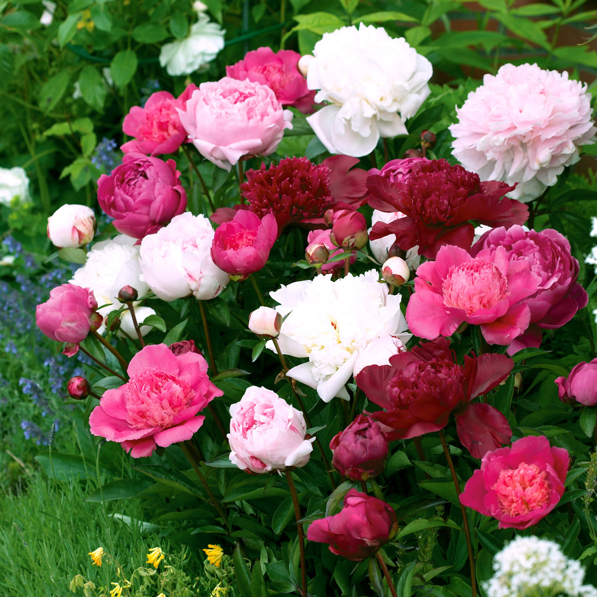 Peony - Mixed Colors – Plantcetera