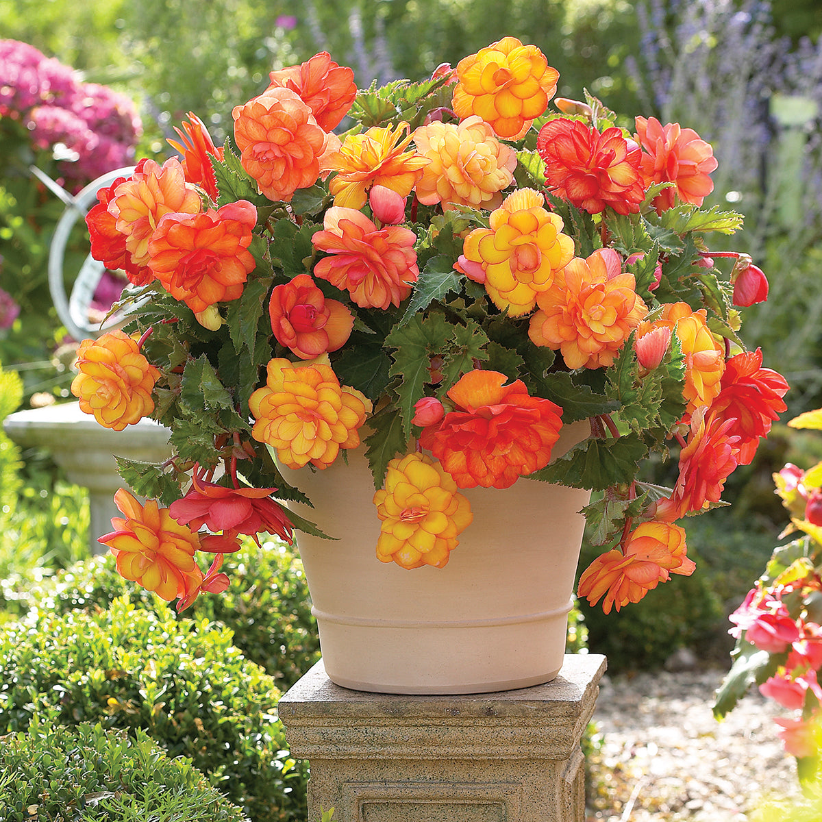 Begonia - Golden Balcony - Patio Kit - with Decorative Rattan Planter ...