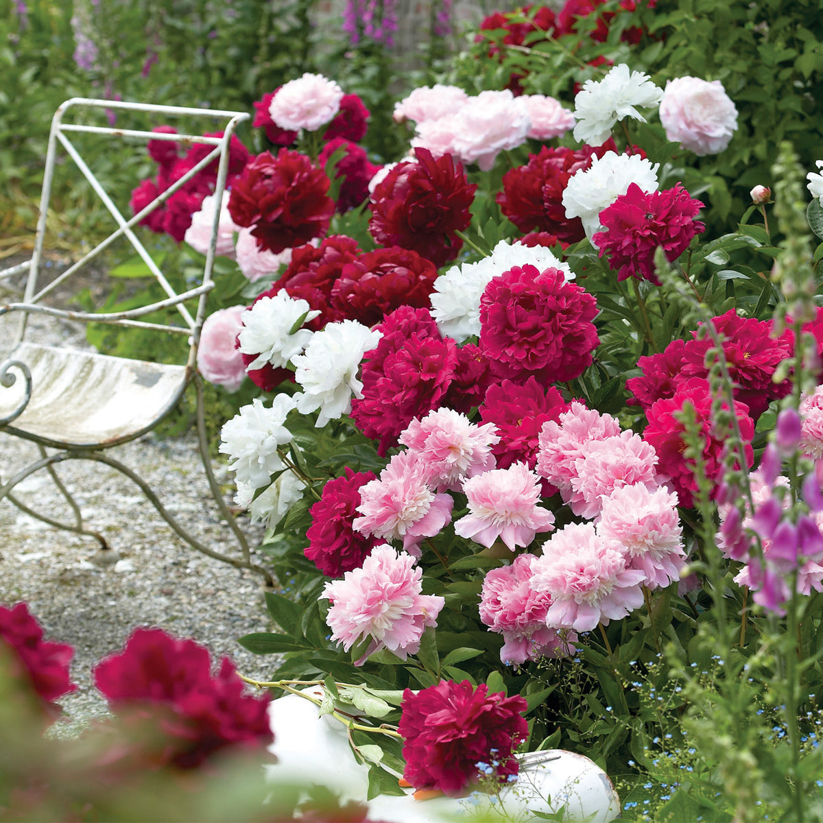 Peony - Mixed Colors – Plantcetera